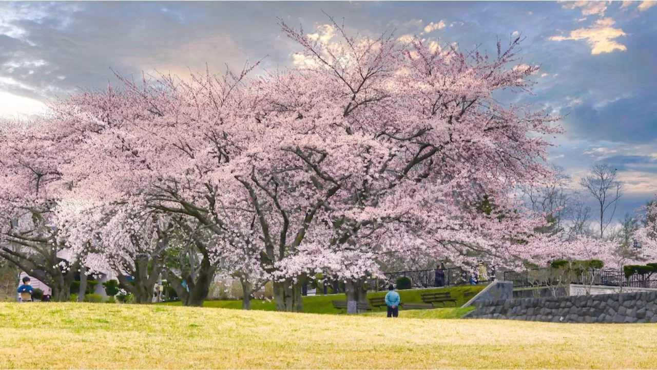 Sakura Season in Hokkaido: Your Second Chance to Witness Japan's Cherry ...
