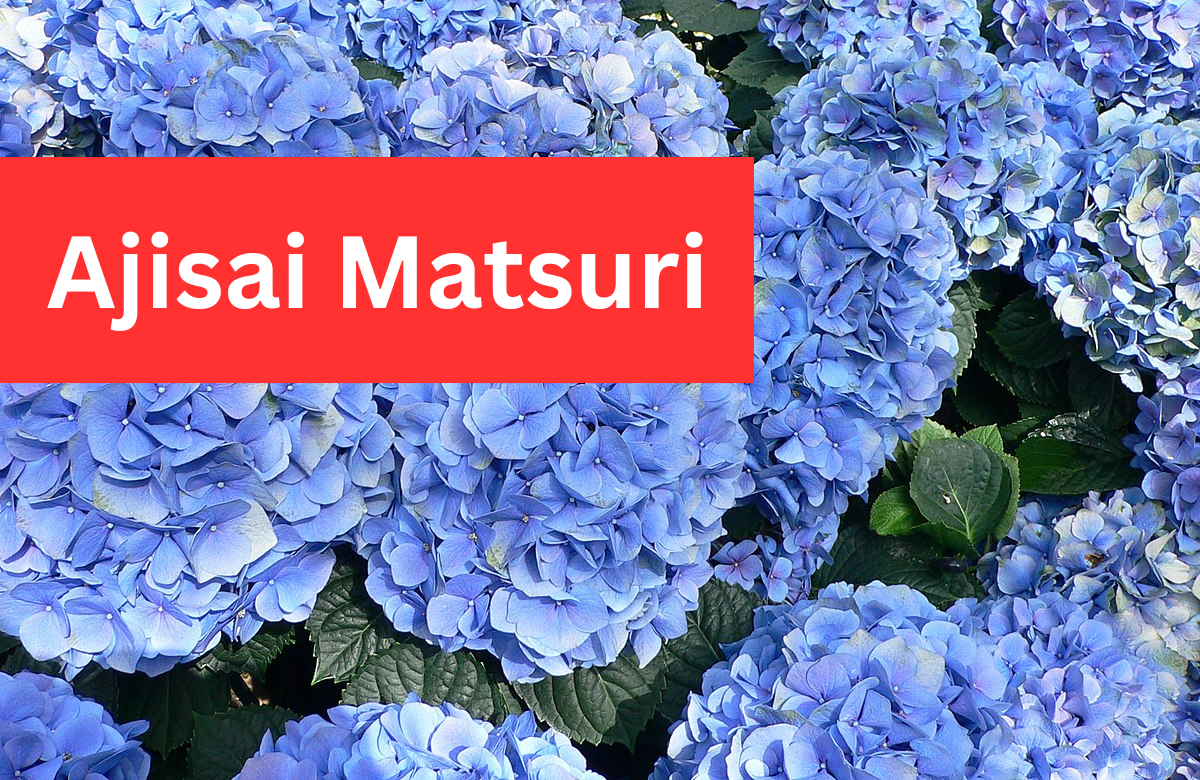 Ajisai Matsuri: A Celebration of Color and Culture at the Hydrangea Festival in Kyoto