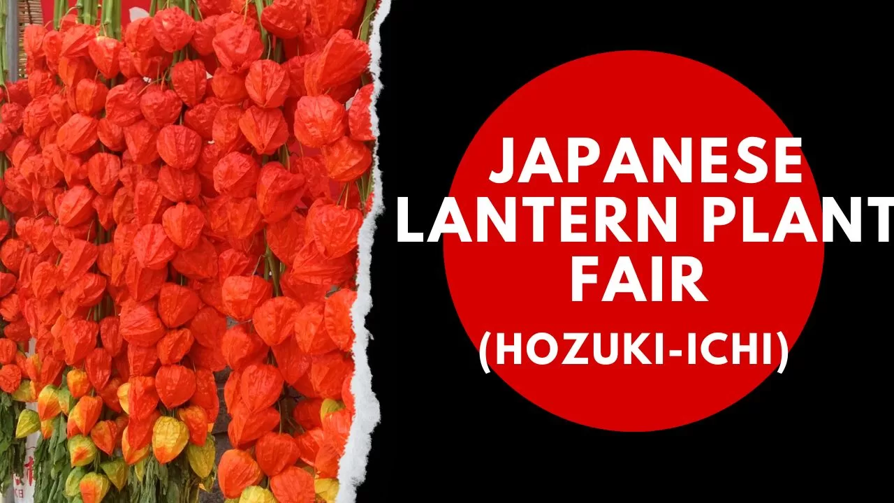 Japanese Lantern Plant Fair (Hozuki-Ichi): A Colorful Summer Tradition ...
