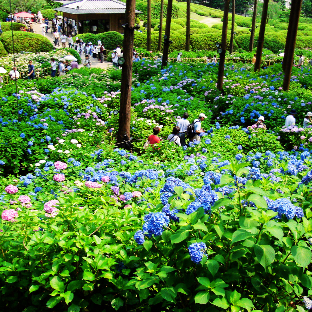 Ajisai Matsuri in June: The Hydrangea Festival Across Japan | Japan Inside