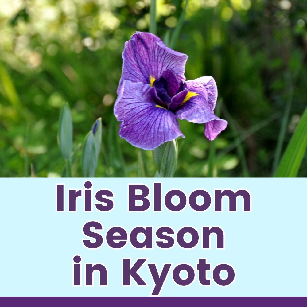 Kyoto's Magnificent Iris Bloom Season