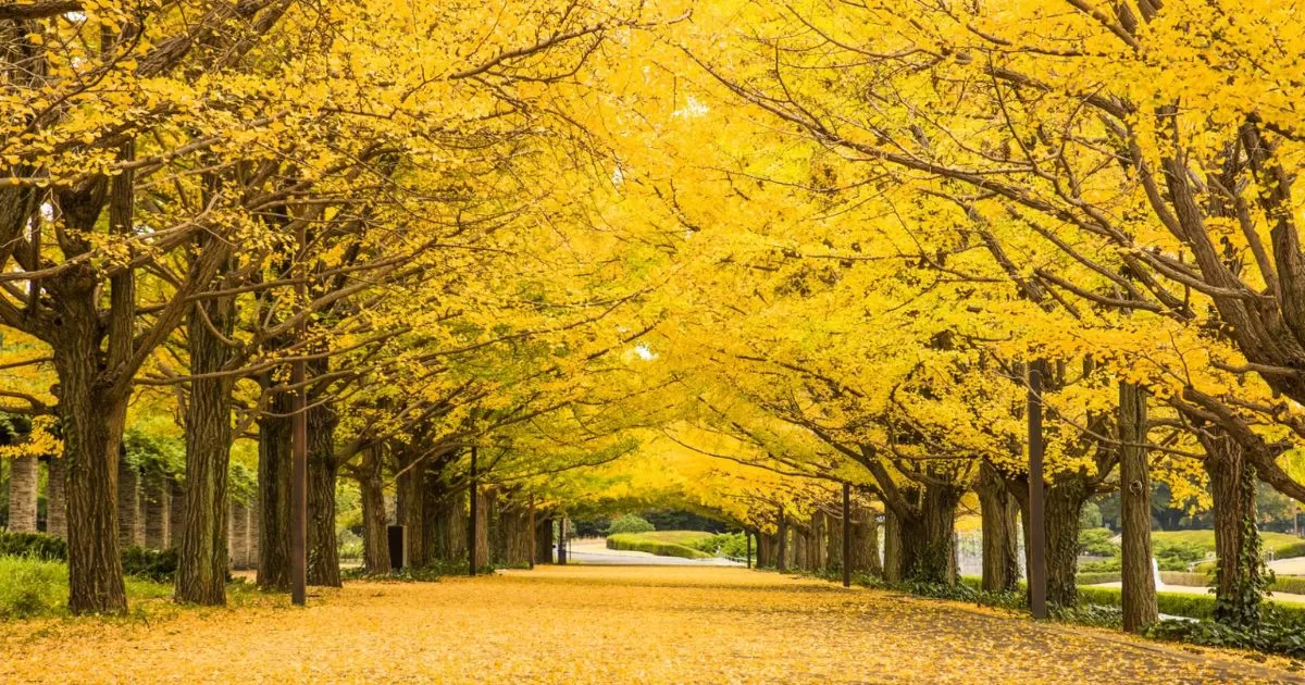 The Tenacious Ginkgo Trees of Hiroshima