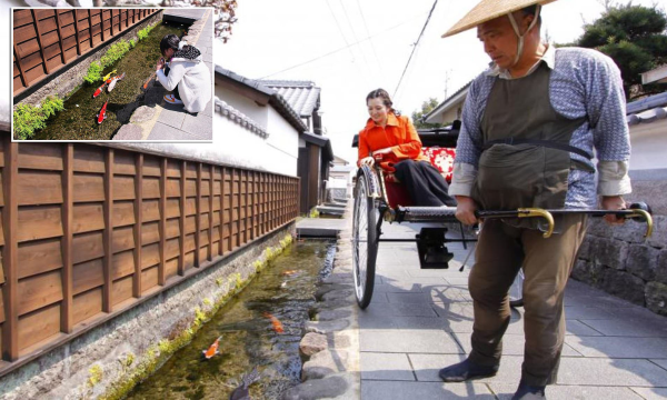 Koi Fishes Thrive In Clean Drains Of Shimabara City of Japan – Japan ...