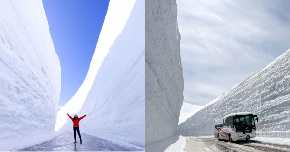 Last Chance to Witness the Awe-Inspiring 20-Meter Snow Walls at ...