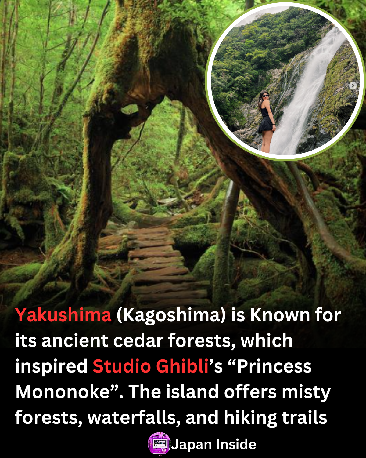 yakushima-japan-s-hidden-natural-treasure-japan-inside