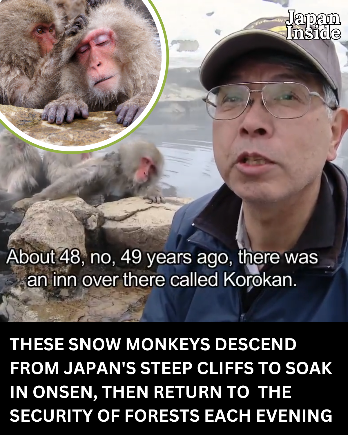 Wild Japanese Macaques, Or Snow Monkeys, Uniquely Soak In Hot Springs ...
